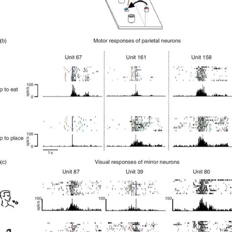 Motor And Visual Responses Of Mirror Neurons In Ipl A The Apparatus Download Scientific