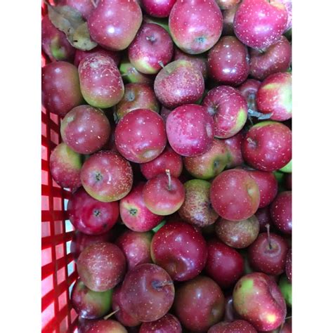 Jual Apel Romebeauty Mini Isi 20 30 1kg Apel Malang Shopee Indonesia