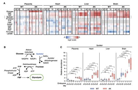Cell 代谢流研究提示孕期糖尿病对胎儿代谢影响巨大——妊娠中晚期和糖尿病妊娠期间胎儿代谢图谱肿瘤细胞氨基酸代谢非靶向代谢脂质多