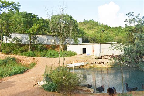 兴宁市帮农种养专业合作社，兴宁市帮农蜜雪梨基地｜番鸭｜老鸭批发零售