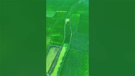 গ্রামের দৃশ্য দেখে মন জুড়ে যায় Villagelife মর্নিং2pmরেজাল্ট Travel Farming Flowers Youtube