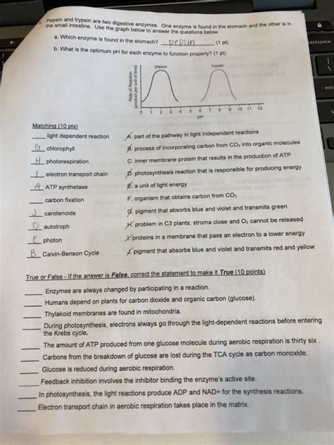 Solved Pepsin And Trypsin Are Two Digestive Enzymes One Chegg Com