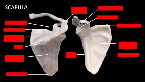 Scapula Labeling Diagram Quizlet