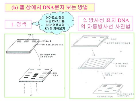 Ppt 정제된 Dna 의 조작 Powerpoint Presentation Free Download Id6136230