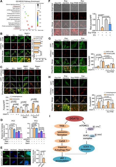 Dgat1 Functions As An Oncoprotein In Pca By Promoting Autophagy Flux A