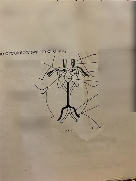Circulatory System Diagram Quizlet