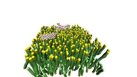 Peptide Aggregation On A Lipid Bilayer Fibrils Youtube