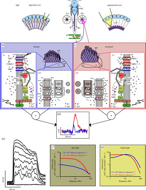 Figure 1 From Insect Photoreceptor Adaptations To Night Vision
