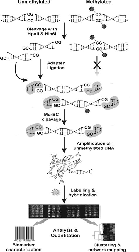 Schematic Outline Of The Microarray Based Method For Identification Of