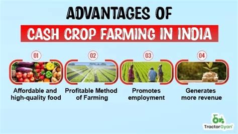 Cash Crops Examples With Names