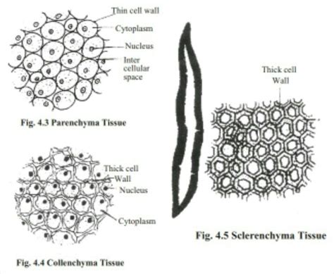 Permanent Tissue Diagram