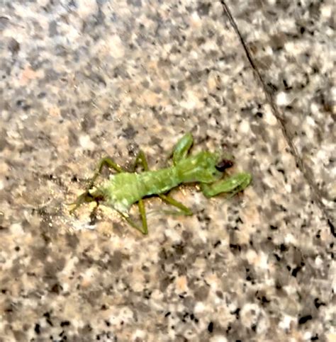 Smashed Bug Dead Hate Them