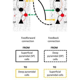 Simplified Canonical Microcircuit Model Each Neuronal Population For Download Scientific
