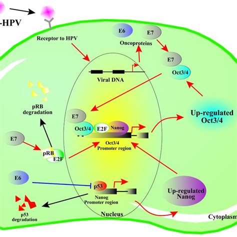 The Hpv16 E7 Oncoprotein Increases Oct3 4a Mrna Expression In C 33a Download Scientific Diagram