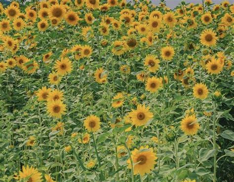 생방송오늘저녁 이맛에산다 해바라기 울외 블루베리 카페 농장