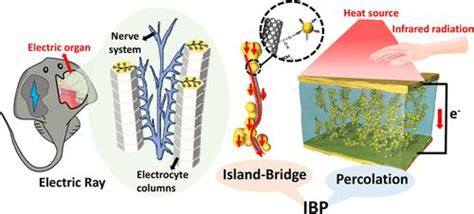 用于将非热释电衬底转换为热释电传感器的受电启发的通用岛桥结构acs Sensors X Mol