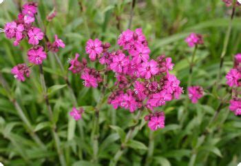Lychnis Viscaria Feuer German Catchfly Seeds Flower Seeds