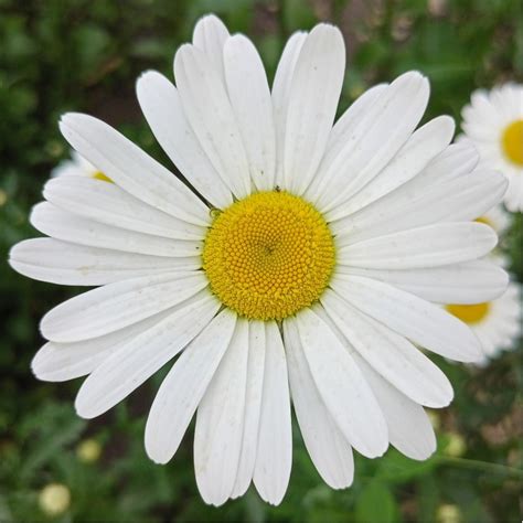 Ромашка крупноцветковая Гигант