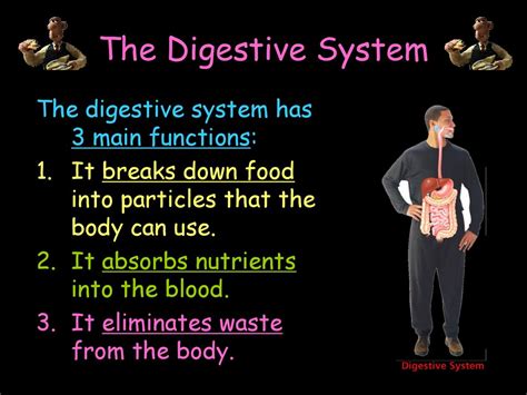 The Digestive System Ppt Download