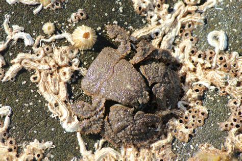 Crabs Have Evolved Five Separate Times—why Do The Same Forms Keep