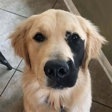 Dog With A Somatic Mutation Resulting In Black Patches In His Fur R