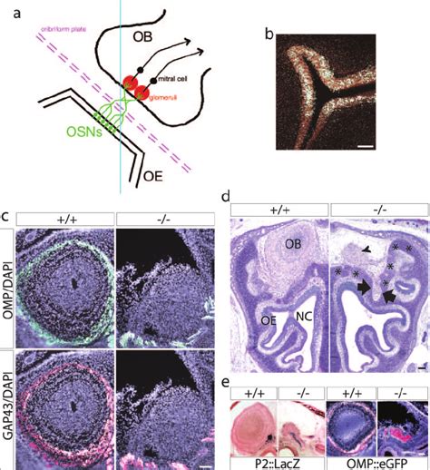 Olfactory Phenotype Of Klf7 Ϫ Ϫ Mice At P1 A Scheme Of The Mature Download Scientific