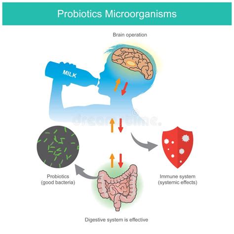 Lactic Acid Fermentation Process Scheme Labeled Vector Illustration