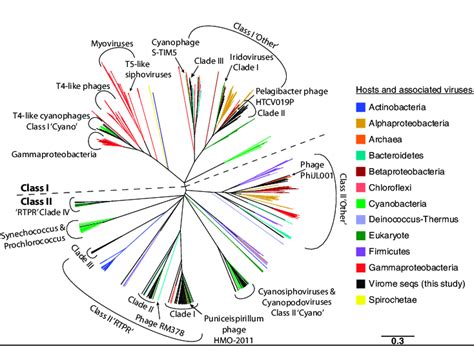 Unrooted Maximum Likelihood Tree With 100 Bootstrap Replicates Of Class