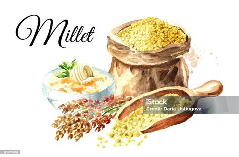 귀와 우유 포리그와 기장 곡물 흰색 배경에 격리 된 손으로 그린 수채화 그림 건강한 식생활에 대한 스톡 벡터 아트 및 기타 이미지 건강한 식생활 건조한 곡초류