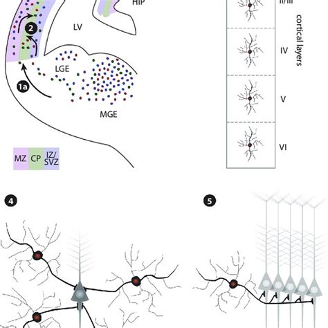 Development Of Cortical Interneurons The Majority Of Interneurons Are Download Scientific