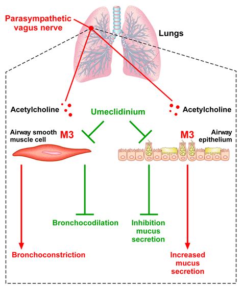 Acetylcholine Receptor Muscle Contraction