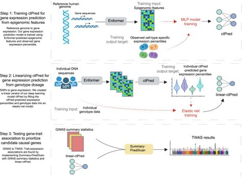 Scpredixcan Integrates Deep Learning Methods And Single Cell Data Into