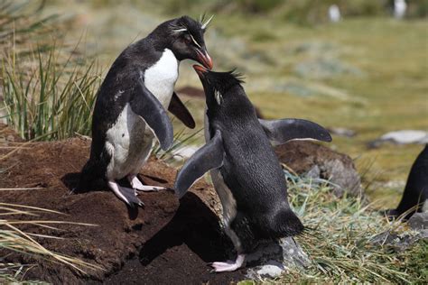 Bird Love Literotica Discussion Board