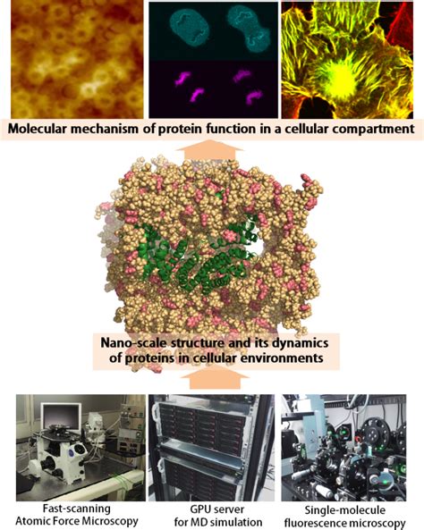 Download Protein Function Molecular Mechanism Research Wallpapers Com