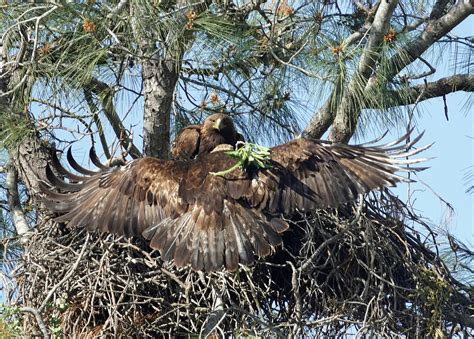 Golden Eagle Pair Photograph By Dale Matson Fine Art America