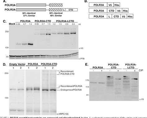 Figure 1 From The Carboxyl Terminal Domain Of Rna Polymerase Ii Is Not Sufficient To Enhance The