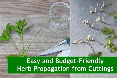 Easy And Budget Friendly Herb Propagation From Cuttings