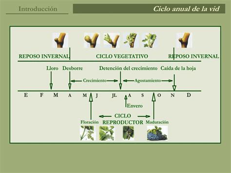 Ppt FenologÍa Y Precocidad De Variedades Tradicionales De Vid En La D