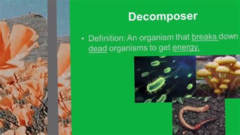 All About Decomposers Youtube