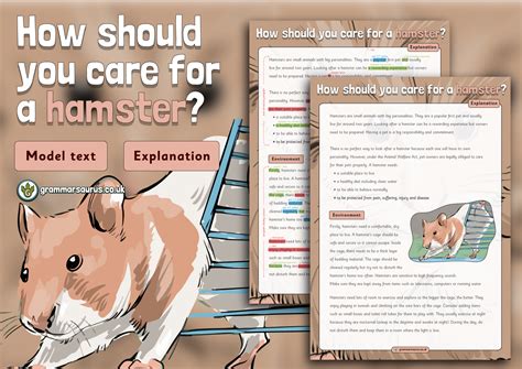 Year 3 Model Text Explanation How Should You Care For A Hamster Grammarsaurus
