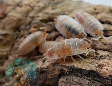 porcellio scaber orange koi