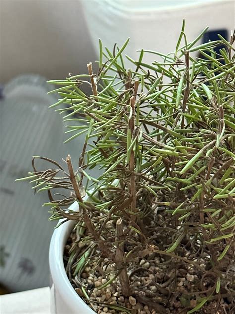 로즈마리 키우기 잎이 뿌리쪽부터 갈색으로 변함 지식in