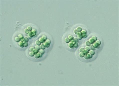 Prokaryote Chroococcales Chroococcus Limneticus