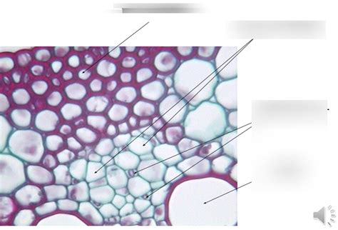 Monocot Stem Diagram Quizlet