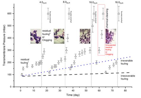 TMP Profile Of The MBR Reactor Operated For Four Shock OLRs Events Each Download Scientific