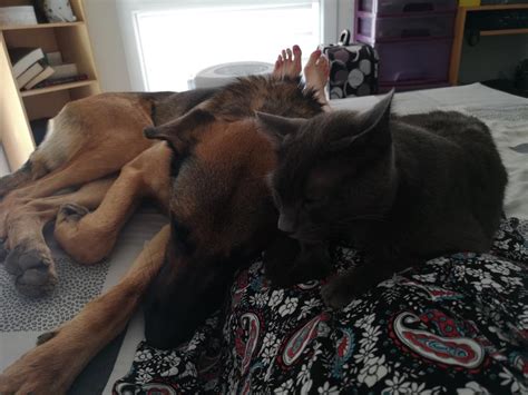 Photos De Tiako Chien Mâle Berger Allemand Croisé Beauceron De 1 An