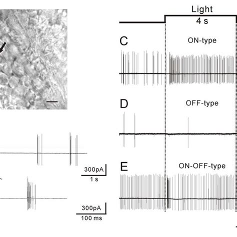 Spontaneous And Light Evoked Spike Activity Of Retinal Ganglion Cells