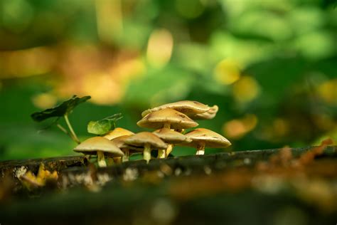 가을 곰팡이 곰팡이 서식지 곰팡이 성장 균류 균류학 나무 나무 부패 녹색 배경 녹지 떨어지다 매크로 버섯 생태 버섯 식별 버섯 아가미 버섯 종
