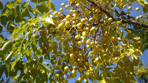 Close Up Round Yellow Berries Seeds Of White Cedar Also Known As Cape