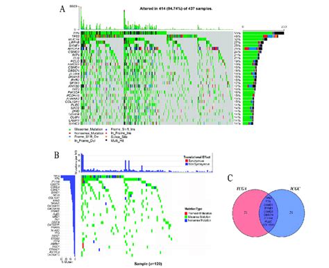 Gene Mutation Landscape In Gastric Cancer A The Waterfall Plot Of